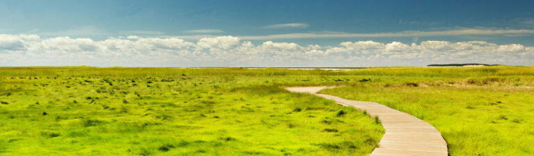 2024年からスタートした『3歳ダート三冠』とは？新設されたトライアルレースも紹介｜Keibit（ケイビット）