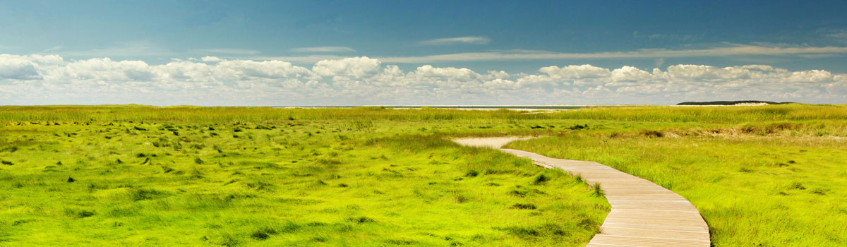 2024年からスタートした『3歳ダート三冠』とは？新設されたトライアルレースも紹介｜Keibit（ケイビット）